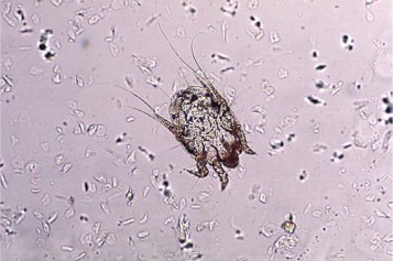 Parasite Prevention Services | Berwick Clyde Vet