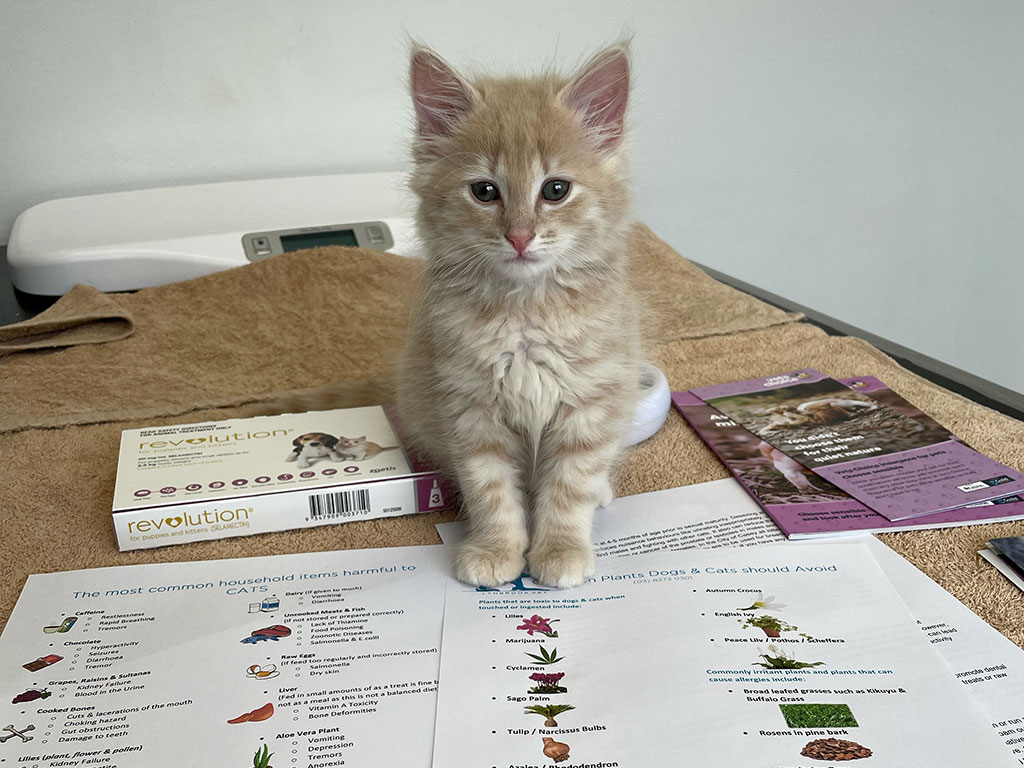 Pet Care Clinic & Consultations | Lynbrook Vet