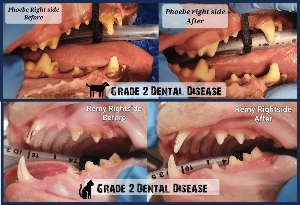 Vet Dentistry | Berwick Clyde Vet