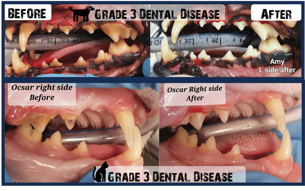 Vet Dentistry | Berwick Clyde Vet