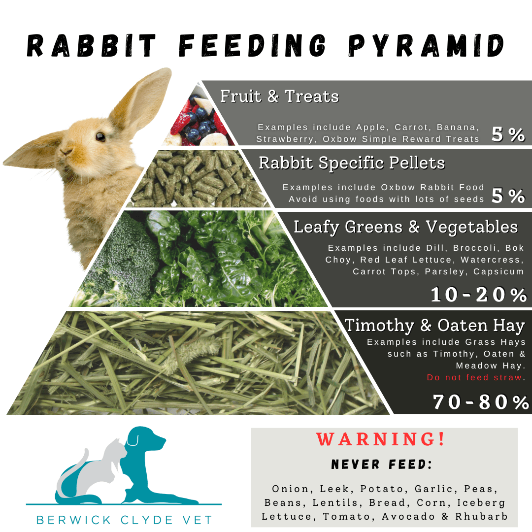 Rabbit Care - Berwick Clyde Vet