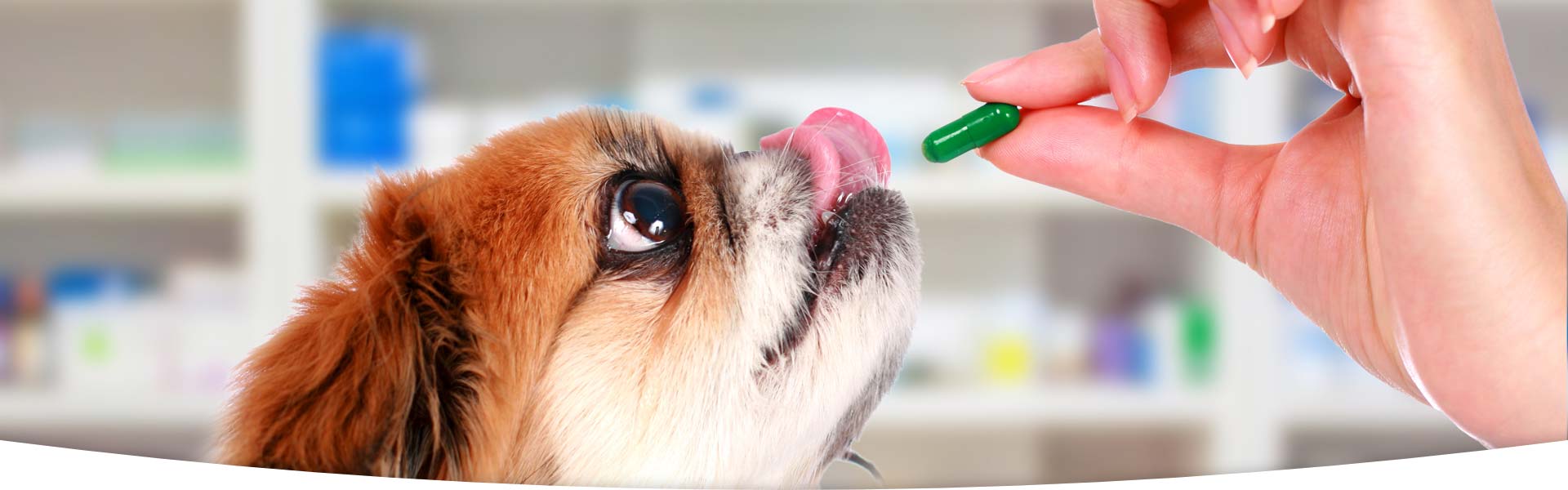 Veterinary Pharmacy Services | Berwick Clyde Vet