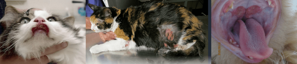 Why does my cat lick and scratch so much? - Berwick Clyde Vet