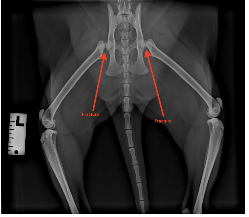 Femoral Head Ostectomy (FHO) - Berwick Clyde Vet