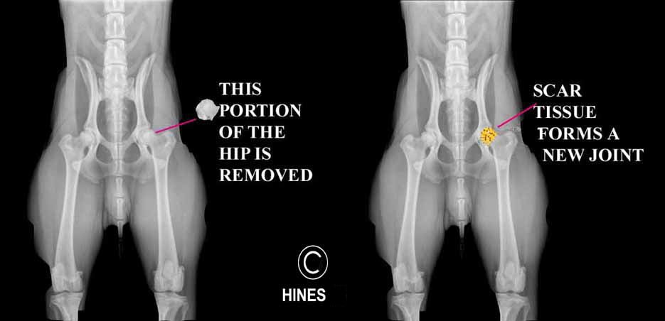 Femoral Head Ostectomy (FHO) - Berwick Clyde Vet