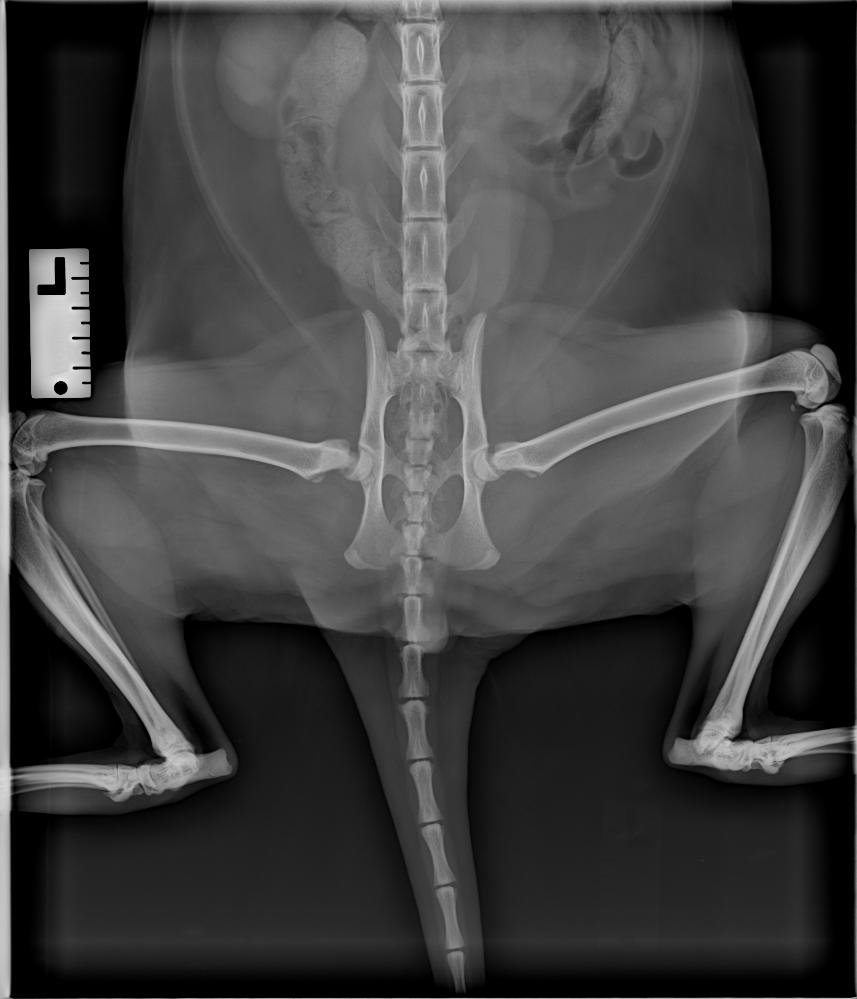 Femoral Head Ostectomy (FHO) - Berwick Clyde Vet