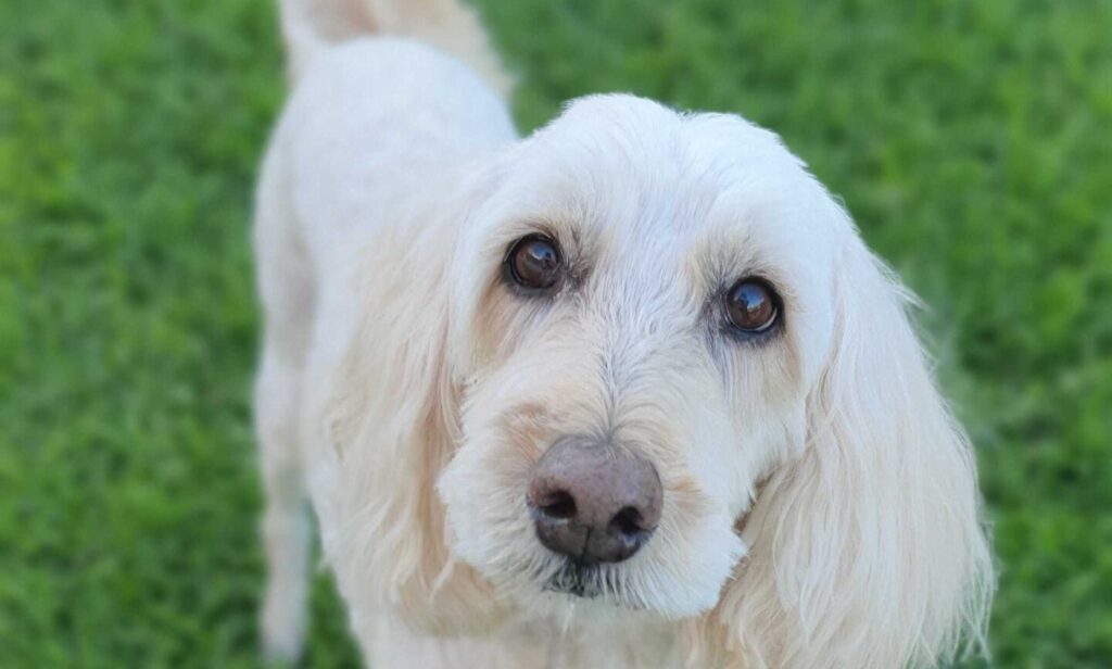 Understanding Dry Eye in Dogs - Berwick Clyde Vet