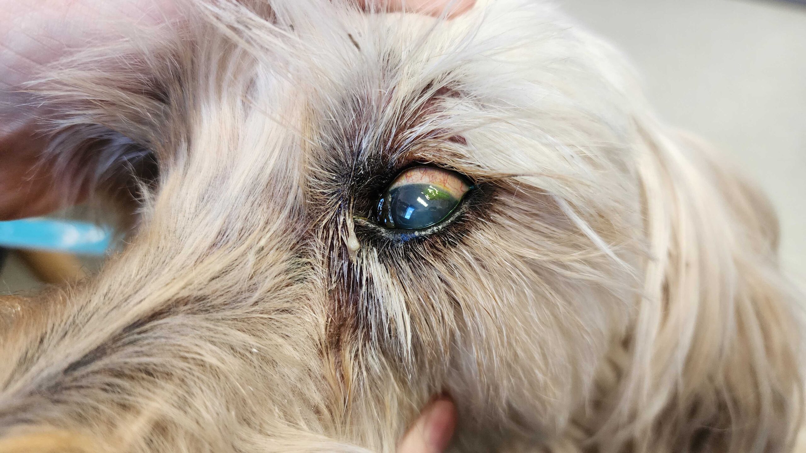 Understanding Dry Eye in Dogs - Berwick Clyde Vet