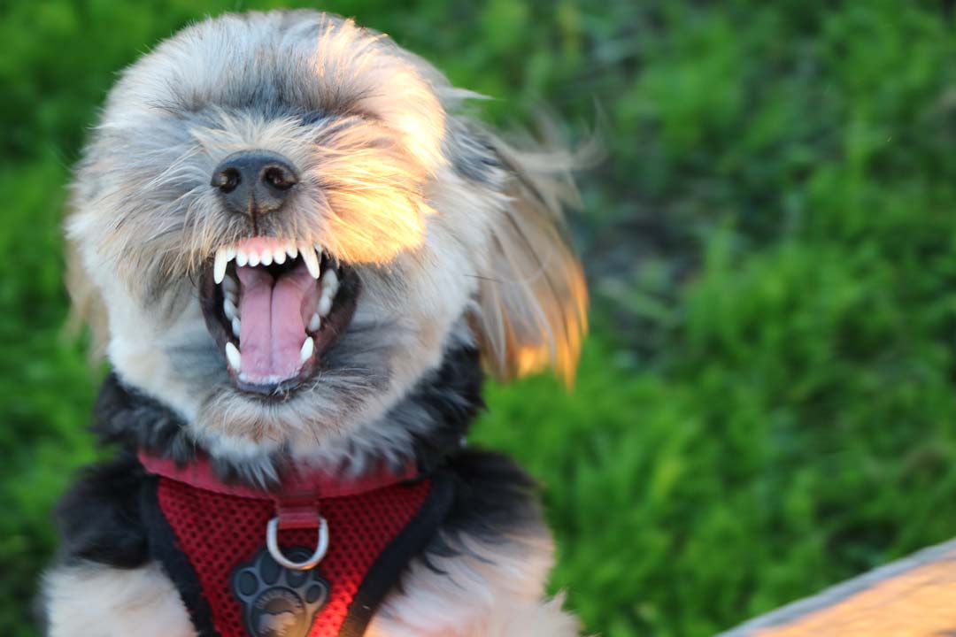 Anxiety In Dogs – What You Need To Know | Berwick Clyde Vet