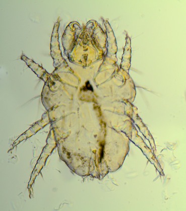 Melbourne | Rabbits | Fleas, Ticks & Parasites