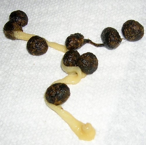 Melbourne | Rabbits | Fleas, Ticks & Parasites