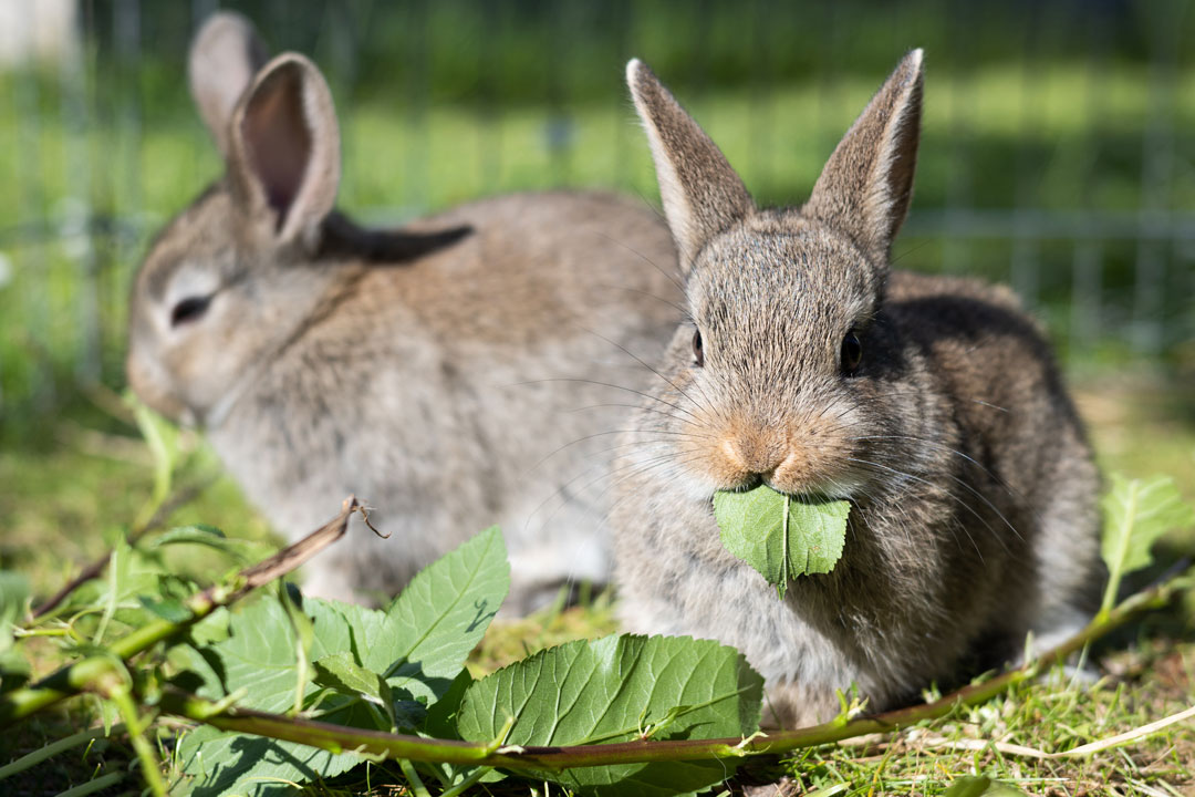 Why You Should Desex Your Rabbit | Berwick Clyde Vet