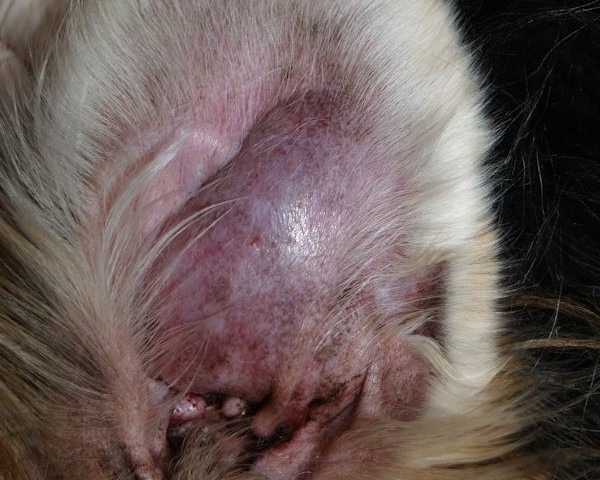 Aural Haematoma and Ear Swelling | Berwick Clyde Vet