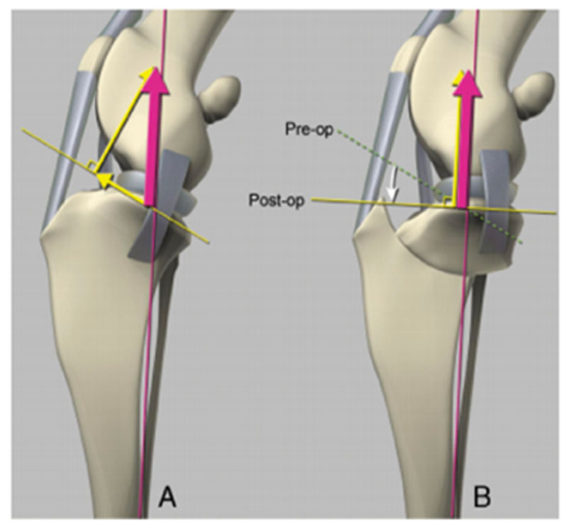 Cruciate Surgery for Pets | Berwick Clyde Vet