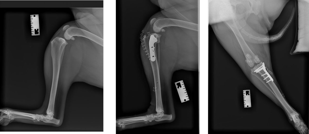 Cruciate Surgery for Pets | Berwick Clyde Vet