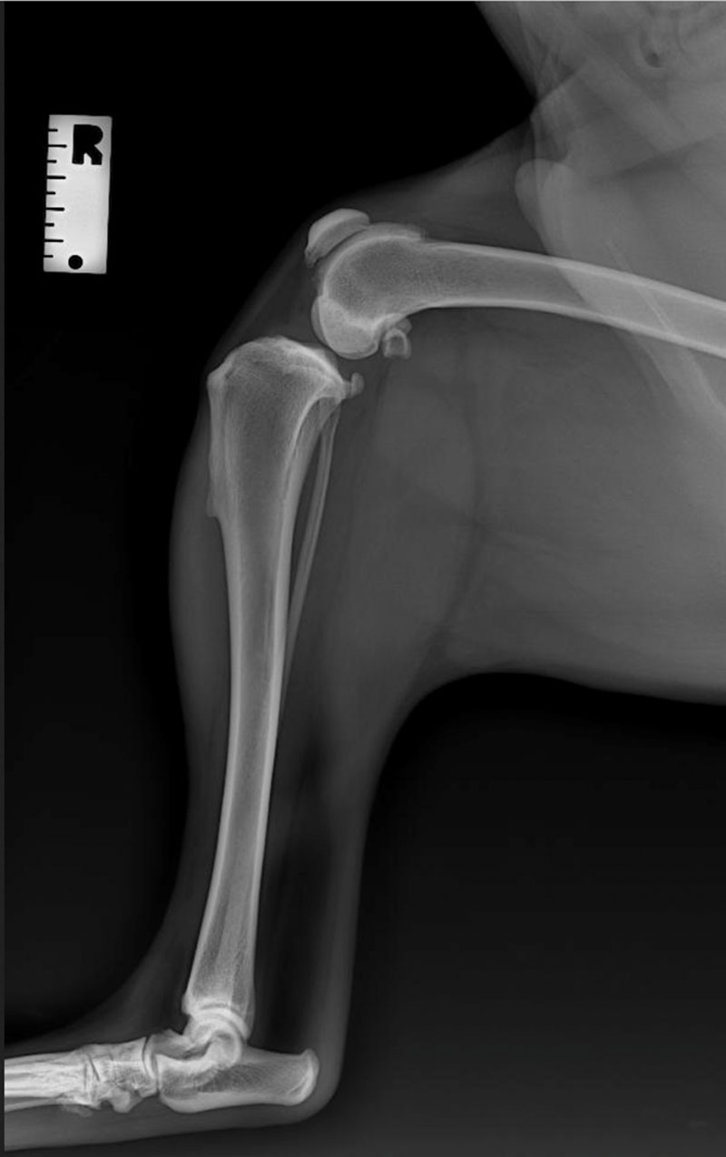 Cruciate Surgery for Pets | Berwick Clyde Vet