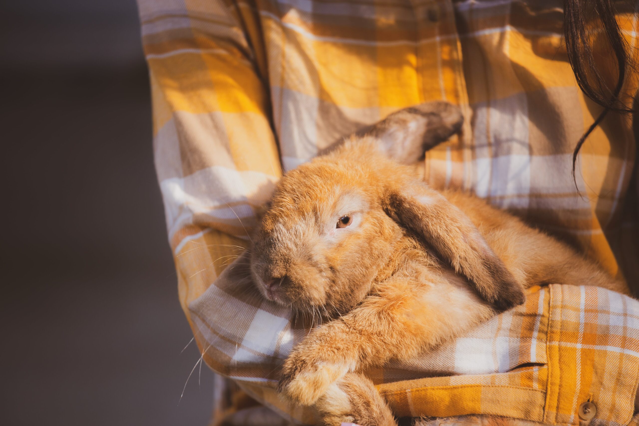 End of Life Care for Rabbits | Berwick Clyde Vet