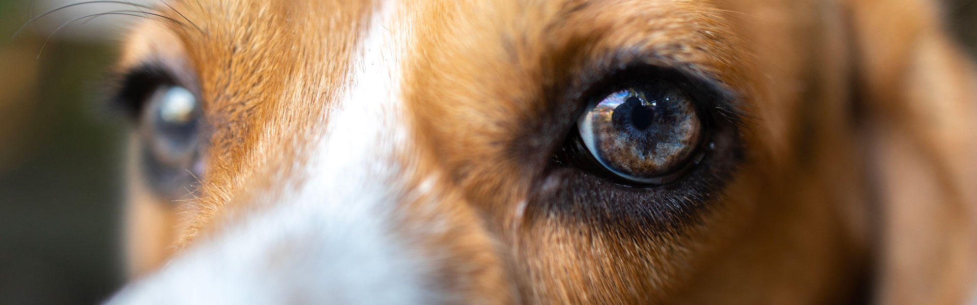 Cherry Eye Surgery & Treatment | Berwick Clyde Vet