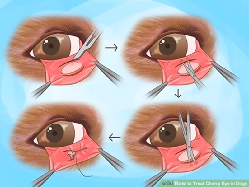 Cherry Eye Surgery & Treatment | Berwick Clyde Vet