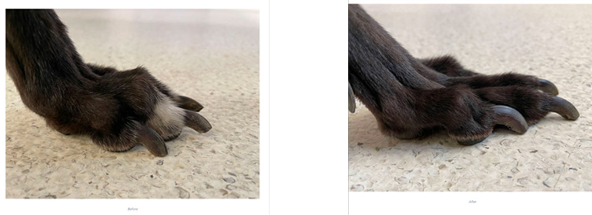 SDFT - Superficial Digital Flexor Tendonectomy | Berwick Clyde Vet