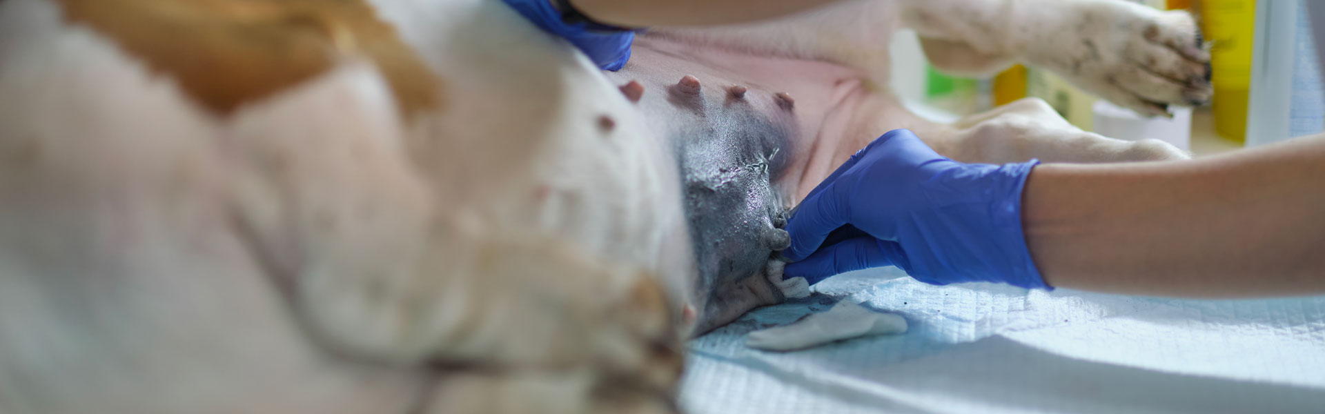 Gastropexy Surgery | Berwick Clyde Vet