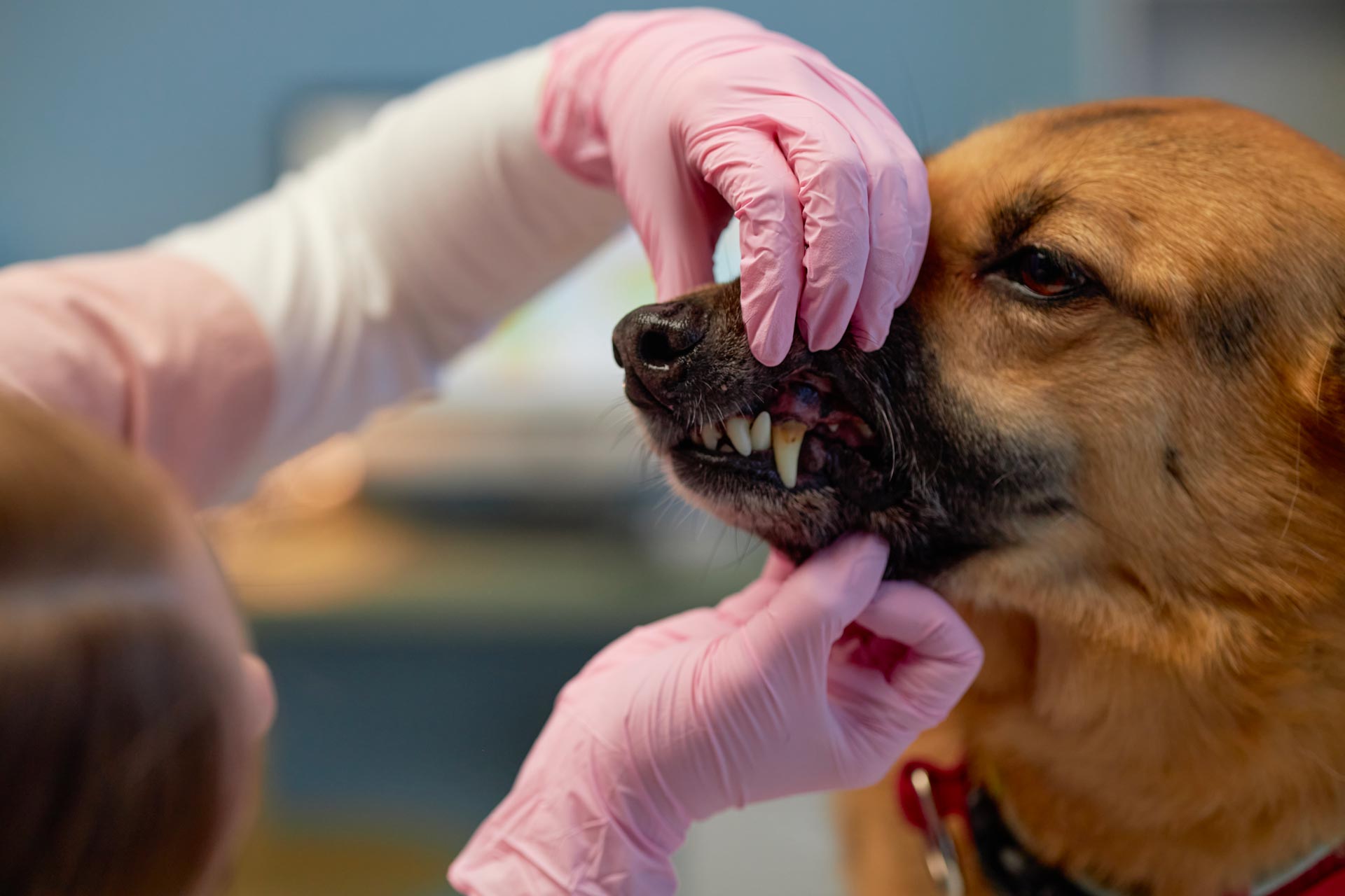 Retained Teeth in Dogs | Berwick Clyde Vet