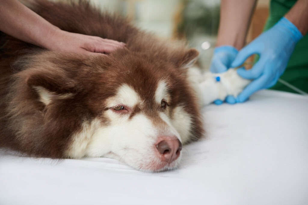 Explained: Addison's Disease in Dogs - Berwick Clyde Vet
