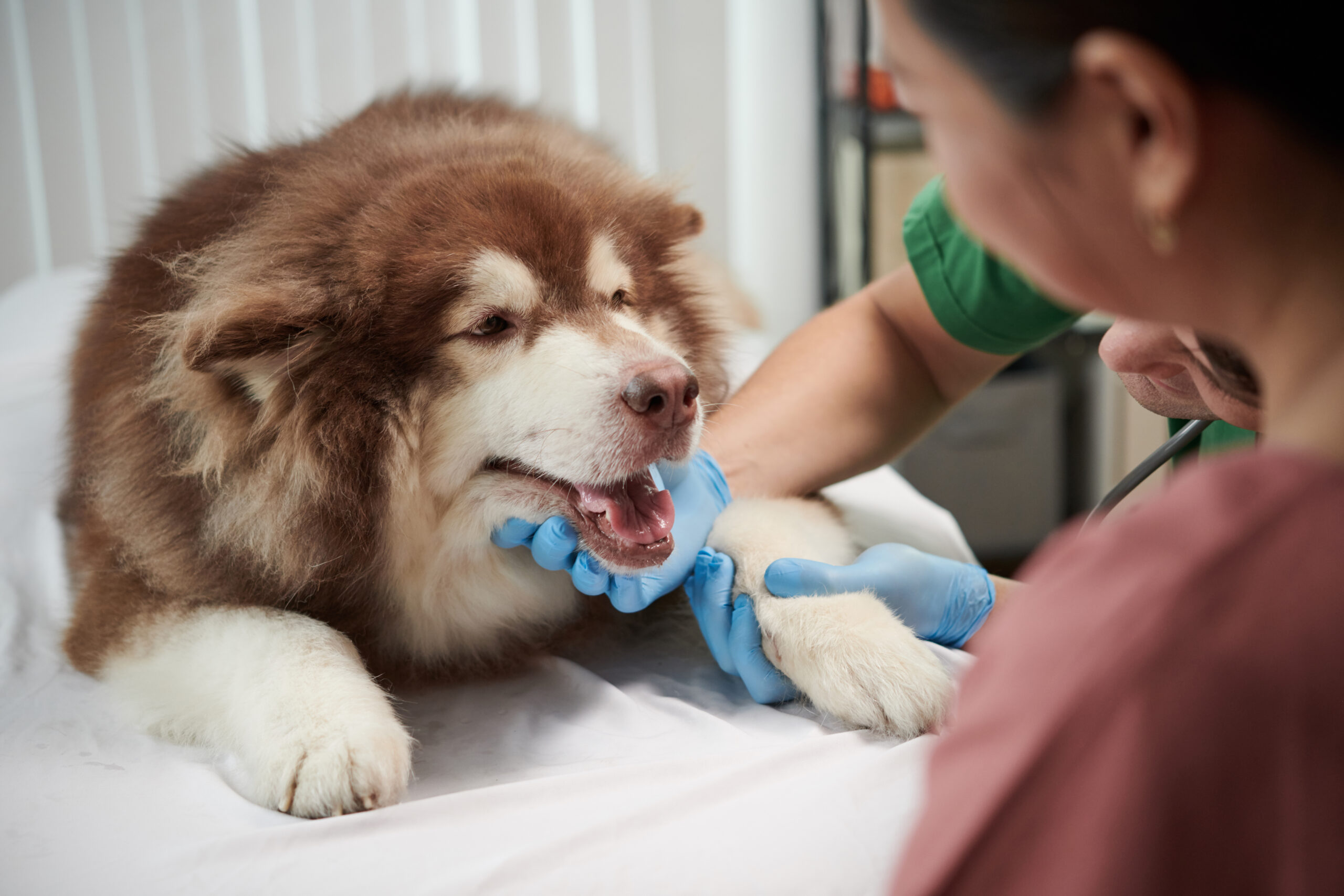 Explained: Addison's Disease in Dogs - Berwick Clyde Vet