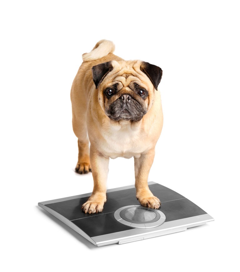 Weight Management for Cats and Dogs | Berwick Clyde Vet