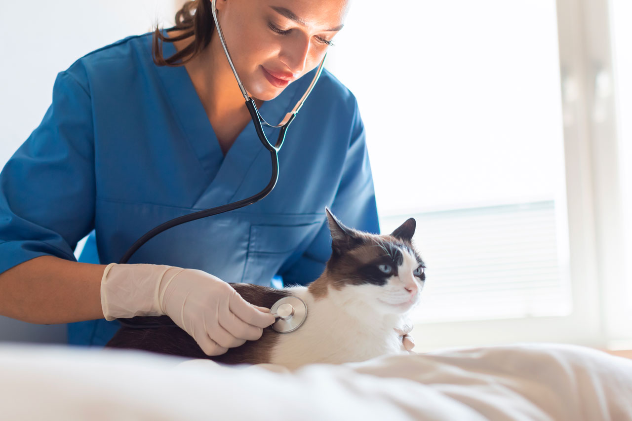 Understanding Heart Murmurs in Cats and Dogs | Berwick Clyde Vet