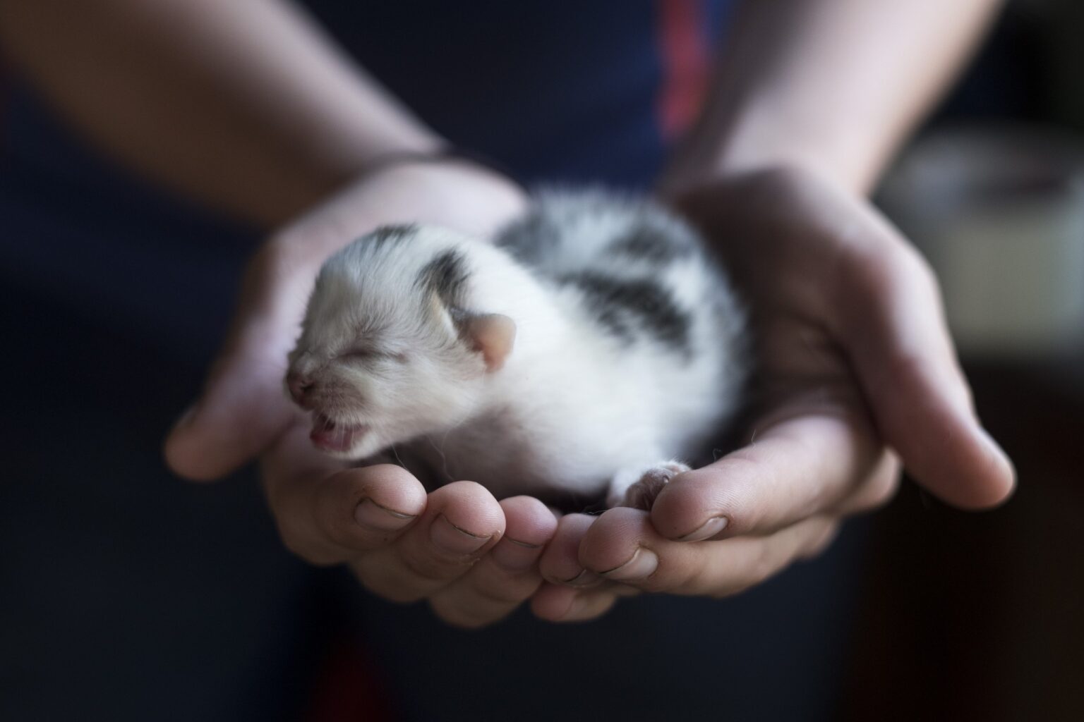 Heart Murmurs in Puppies & Kittens - When to Take Action - Berwick ...