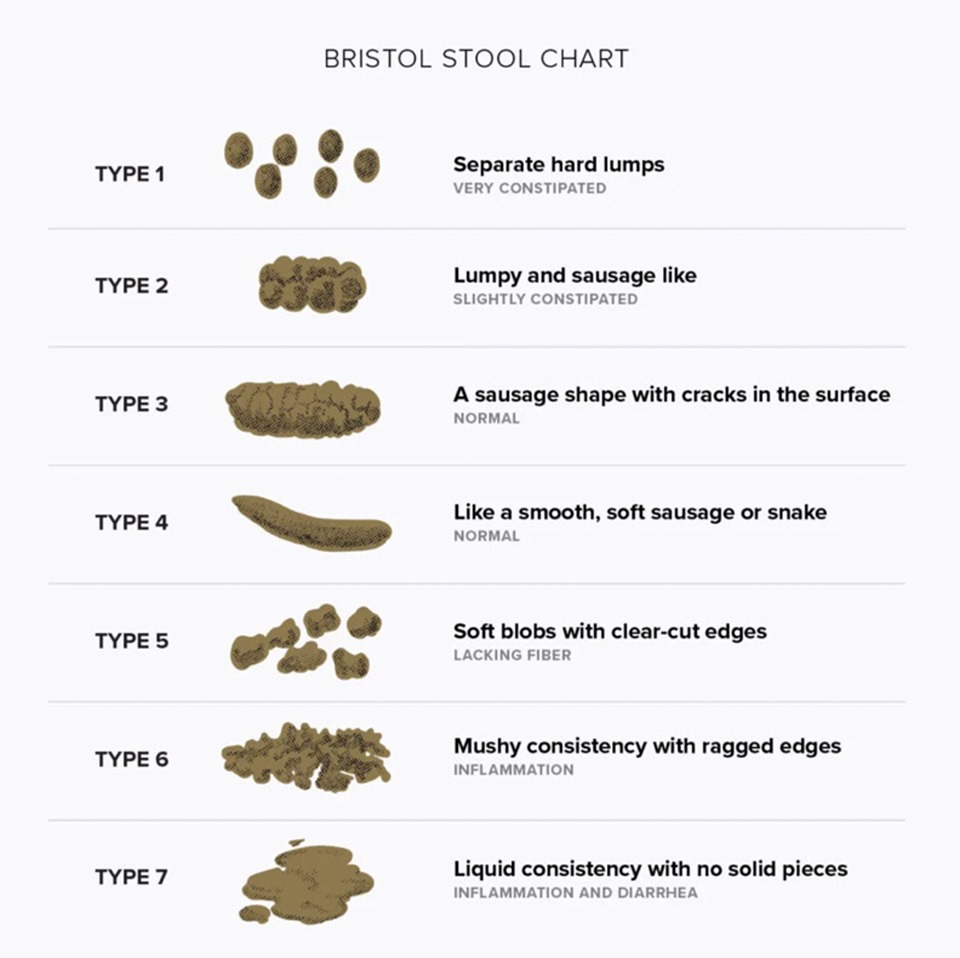 Stool Consistency in Dogs | Berwick Clyde Vet