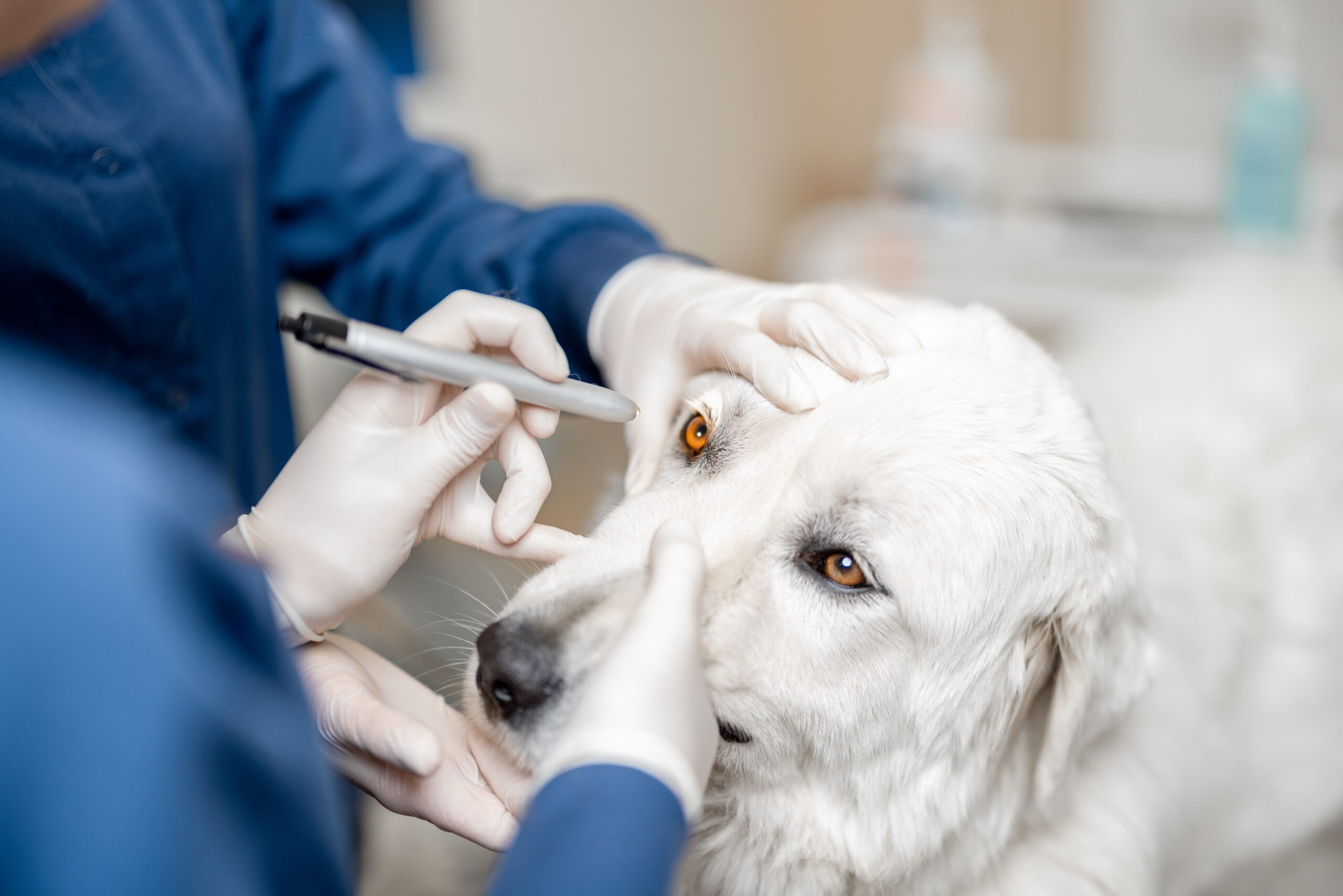 Explained: Addison's Disease in Dogs - Berwick Clyde Vet
